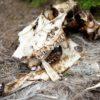 Sheep skeleton: anatomy of limbs and mechanics of movements, how many ribs